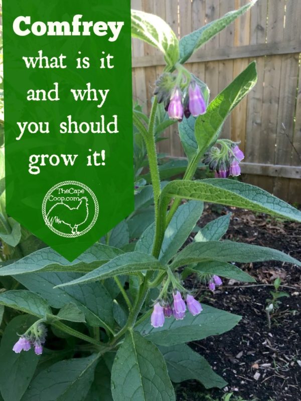 Comfrey what is it & why you should grow it - The Cape Coop