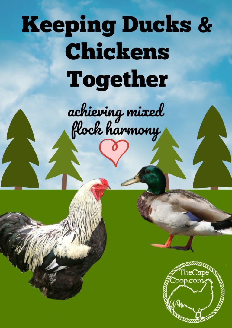 Raising Chickens & Ducks Together - The Cape Coop