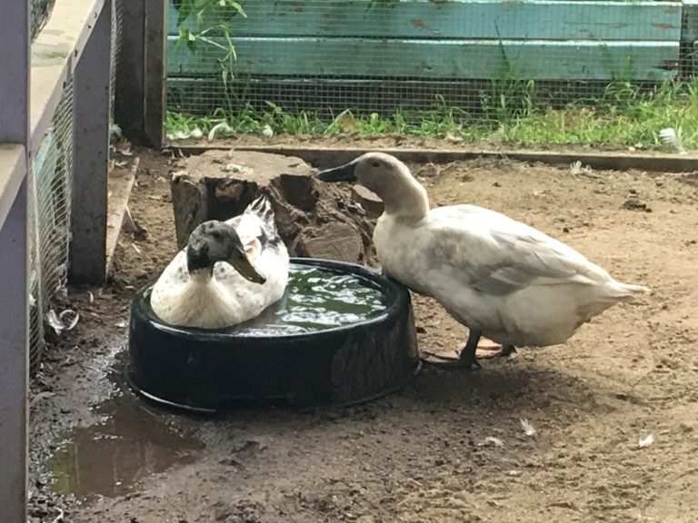 Raising Chickens & Ducks Together - The Cape Coop