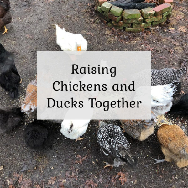 Raising Chickens & Ducks Together - The Cape Coop