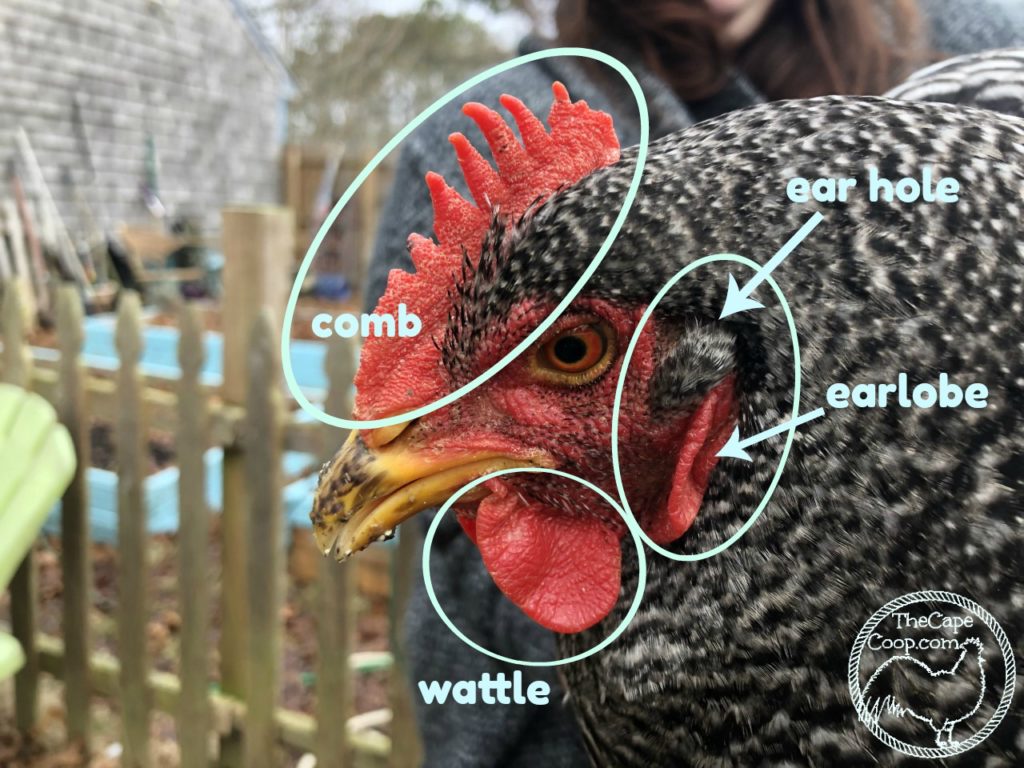 Combs, Wattles & Lobes - The Cape Coop