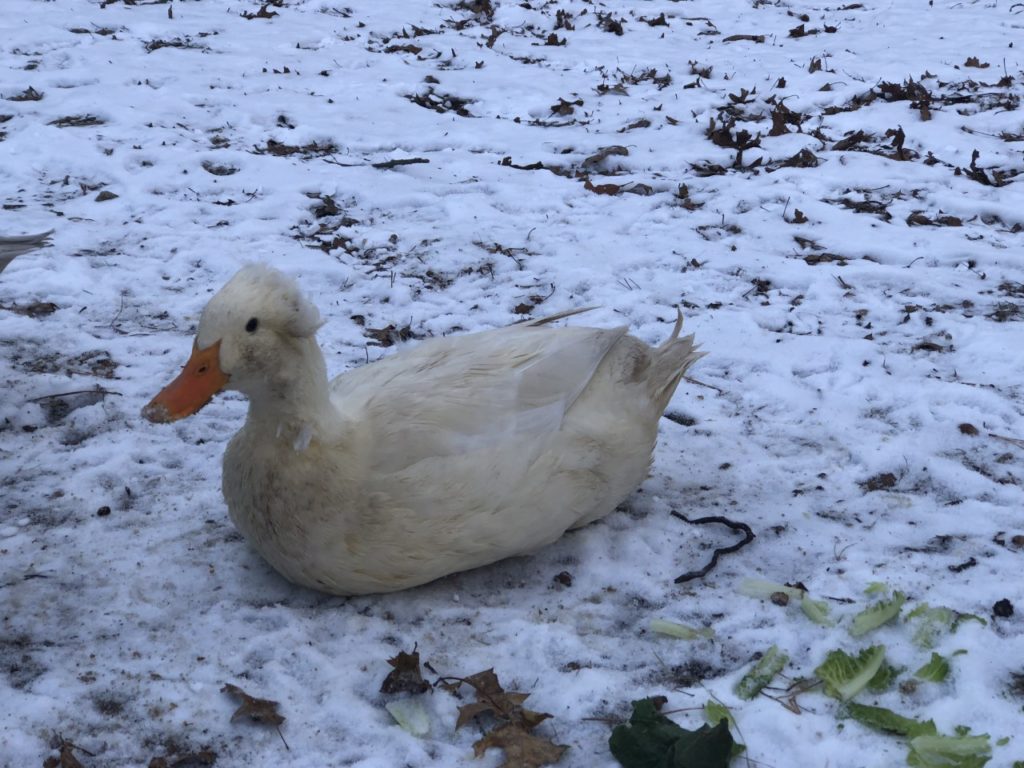 Winter Duck Care - The Cape Coop