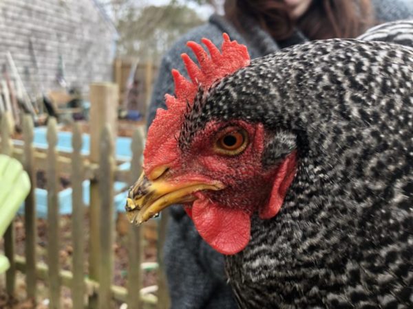 Combs, Wattles & Lobes - The Cape Coop