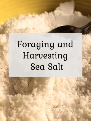 Foraging & Harvesting Sea Salt - The Cape Coop
