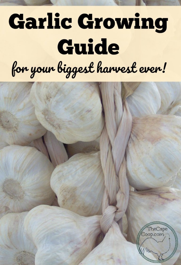 Garlic Growing Guide - The Cape Coop