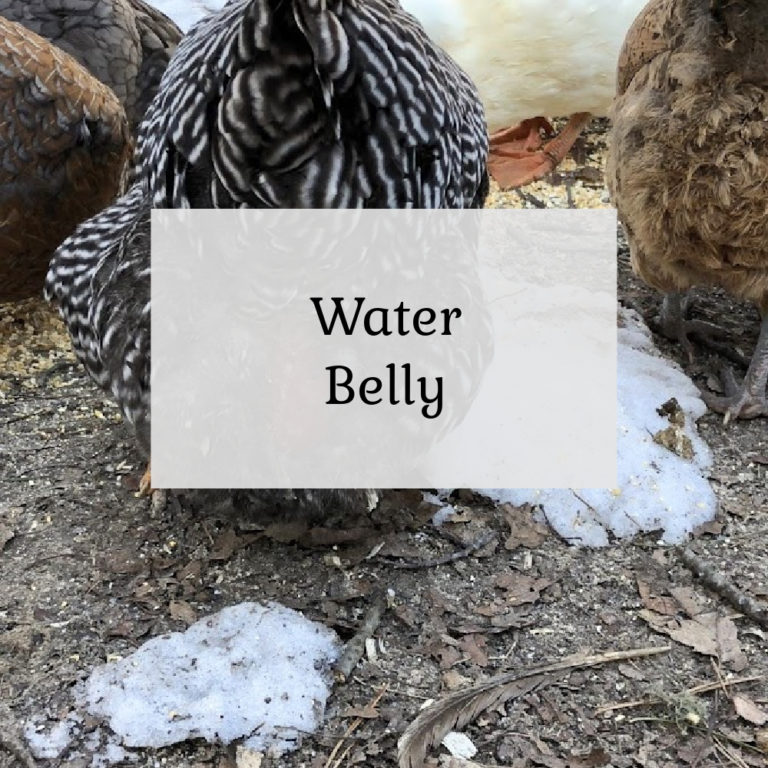 Water Belly (Ascites) in Chickens - The Cape Coop