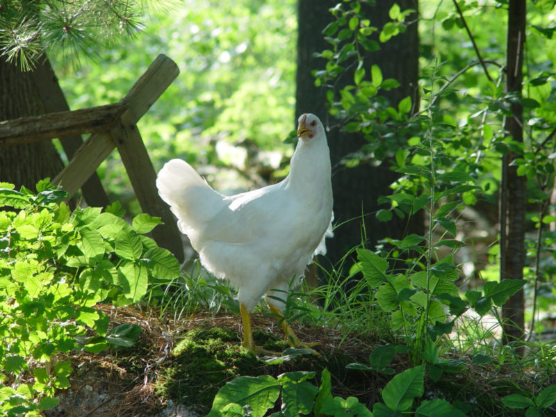 Chickens - Natural Tick Control - The Cape Coop
