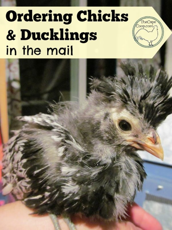Selecting the Right Chicken Breeds for You