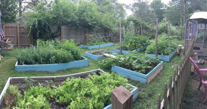 Crop Rotation for the Backyard Gardener - The Cape Coop