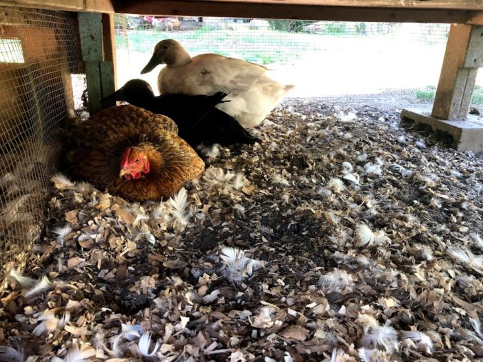Hatching Ducklings with a Broody Duck - The Cape Coop