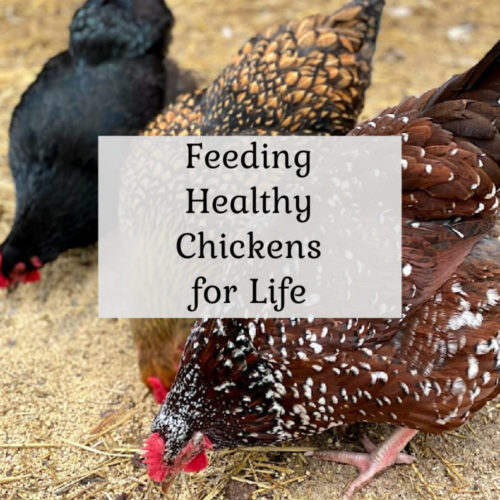 Feeding Healthy Chickens for Life - The Cape Coop