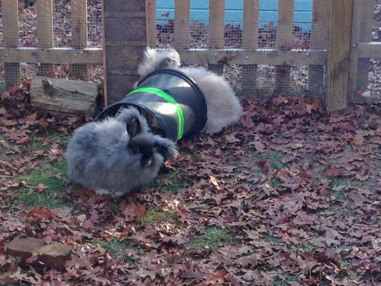 Rabbit Urinary Tract Issues - The Cape Coop