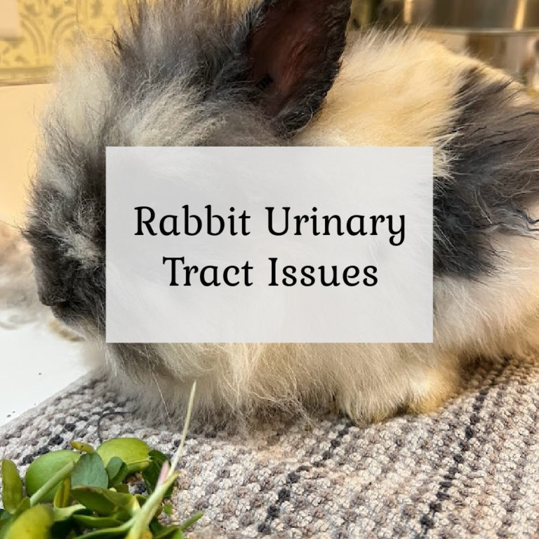 Rabbit Urinary Tract Issues - The Cape Coop