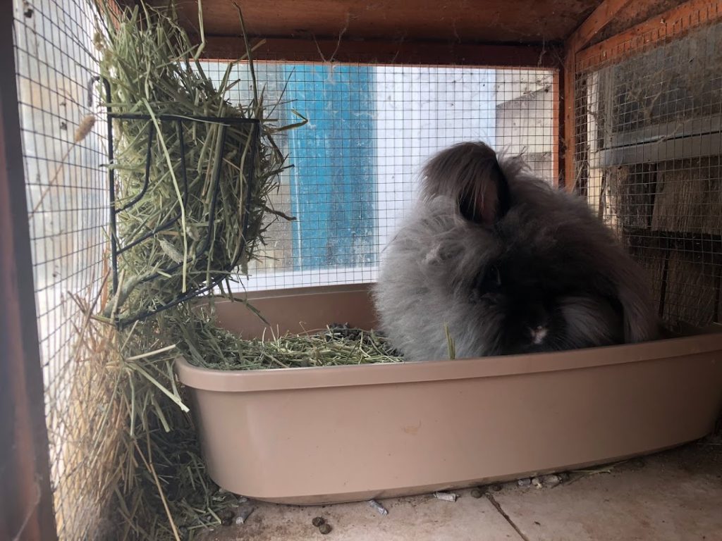 Setting up an Outdoor Rabbit Space - The Cape Coop