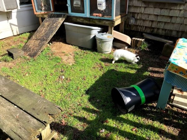 Setting up an Outdoor Rabbit Space - The Cape Coop