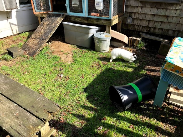 Setting up an Outdoor Rabbit Space - The Cape Coop