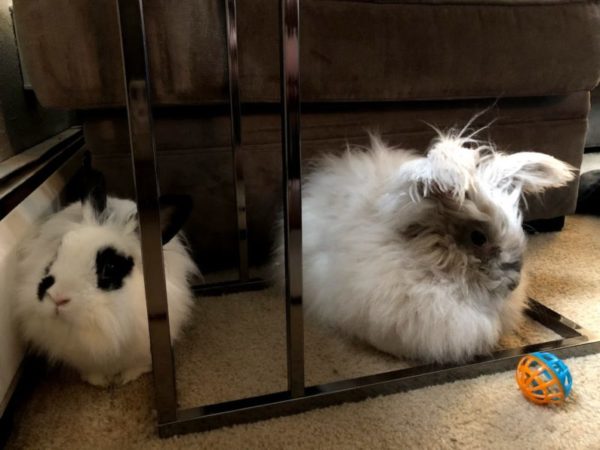 Introducing New Rabbits - The Cape Coop