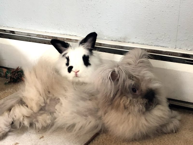 Introducing New Rabbits - The Cape Coop