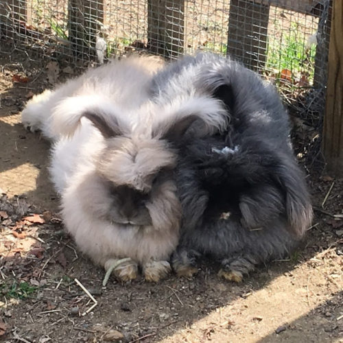 Introducing New Rabbits - The Cape Coop