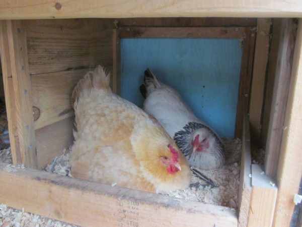 How do chicks breathe inside an egg? - The Cape Coop