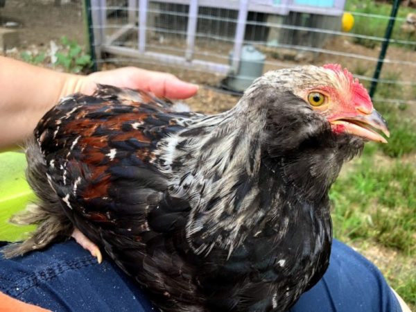 When Can Chicks Move Outside? - The Cape Coop