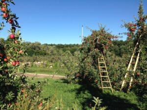 Starting a Backyard Orchard - The Cape Coop
