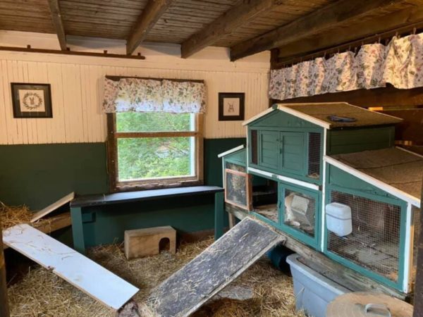 Setting up an Outdoor Rabbit Space - The Cape Coop