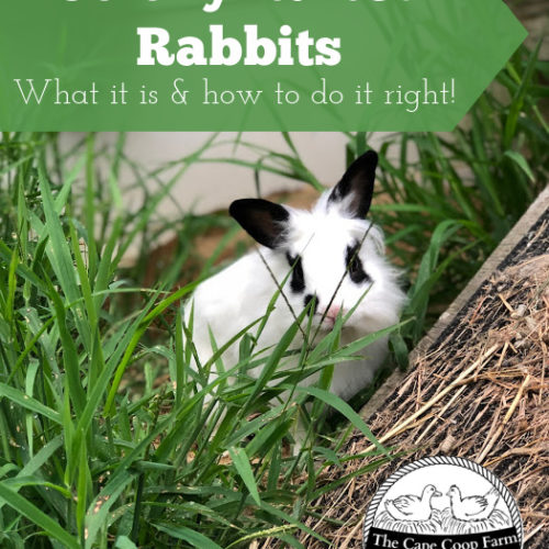 The Cape Coop - Modern homesteading in your backyard