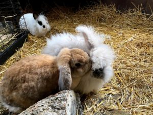 Colony Raised Rabbits - The Cape Coop