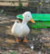 Angel Wing in Ducks - The Cape Coop