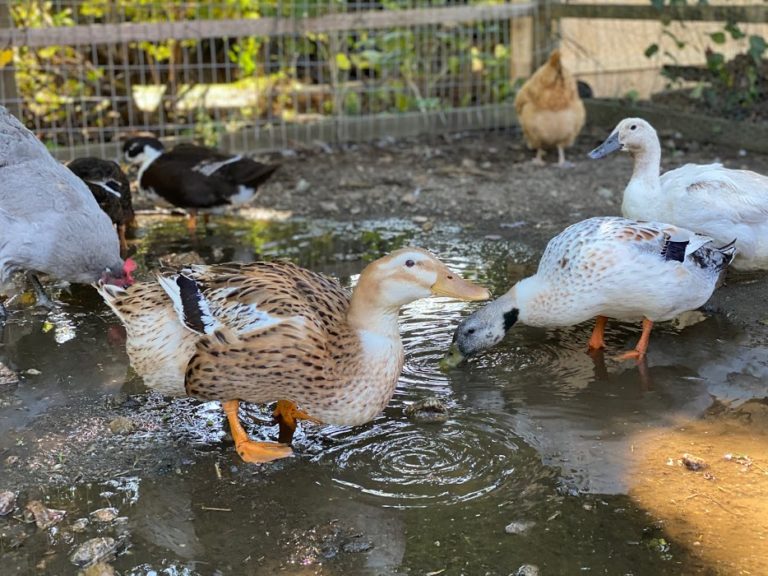 Angel Wing in Ducks - The Cape Coop