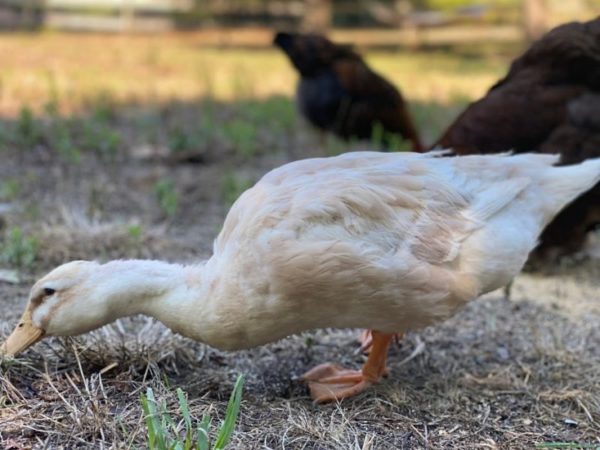 Angel Wing in Ducks - The Cape Coop