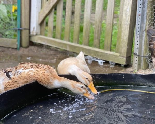 Angel Wing in Ducks - The Cape Coop