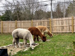 M Worm and Alpacas - The Cape Coop