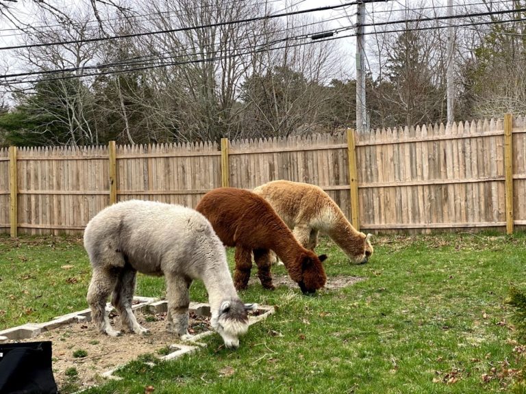 M Worm and Alpacas - The Cape Coop
