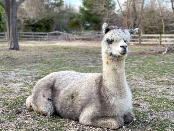 M Worm and Alpacas - The Cape Coop