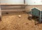 Dropping Board for Your Chicken Coop - The Cape Coop