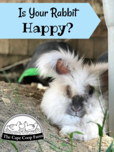 Is Your Rabbit Happy? - The Cape Coop