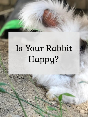 Is Your Rabbit Happy? - The Cape Coop