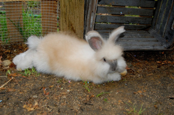 Is Your Rabbit Happy? - The Cape Coop