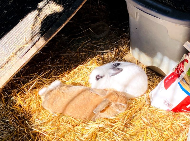 rabbits3 - The Cape Coop