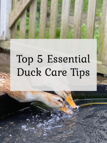 Top 5 Essential Duck Care Tips - The Cape Coop