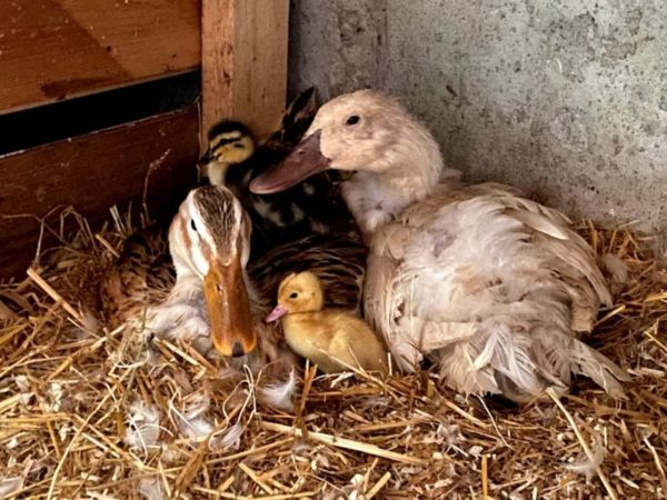 Top 5 Essential Duck Care Tips - The Cape Coop