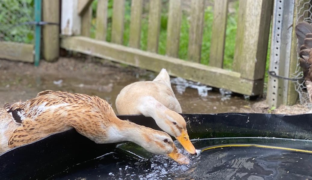 Top 5 Essential Duck Care Tips - The Cape Coop