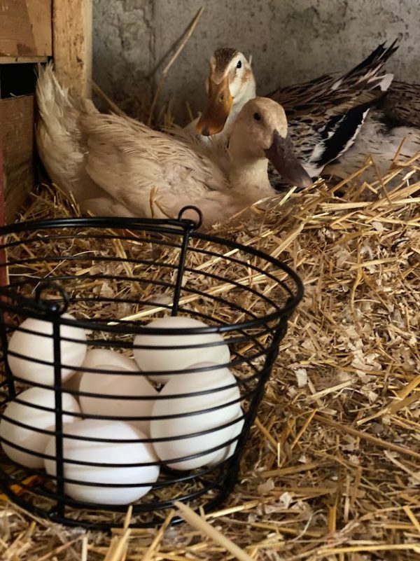 Top 5 Essential Duck Care Tips - The Cape Coop
