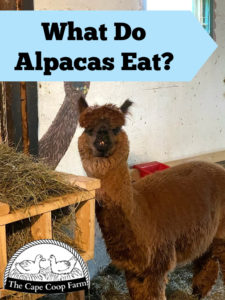 What Do Alpacas Eat? - The Cape Coop