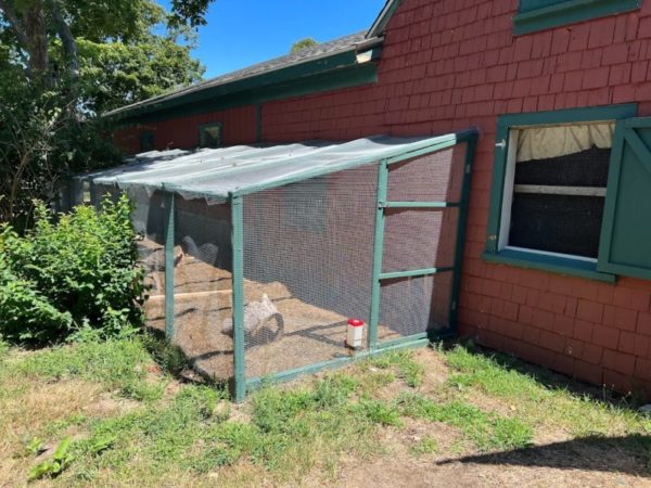 Setting up an Outdoor Rabbit Space - The Cape Coop