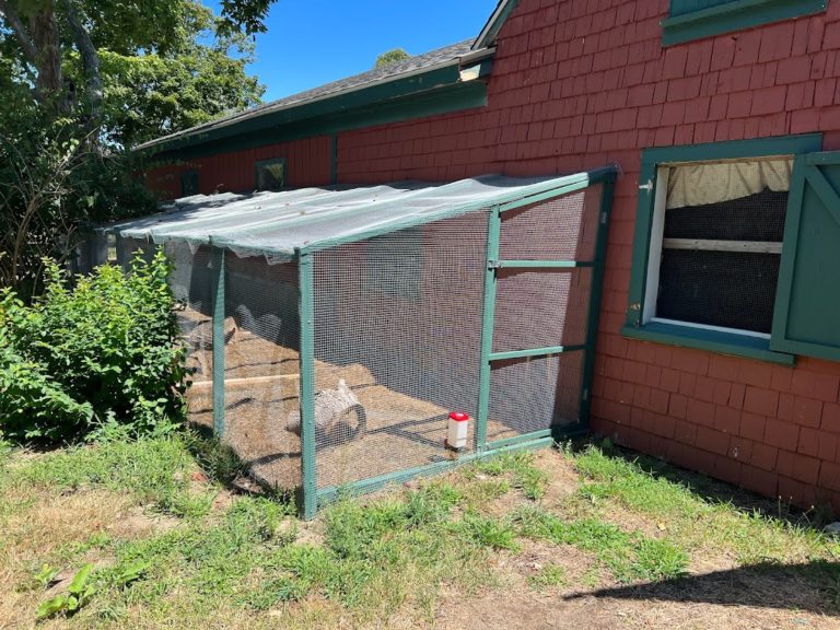 Setting up an Outdoor Rabbit Space - The Cape Coop