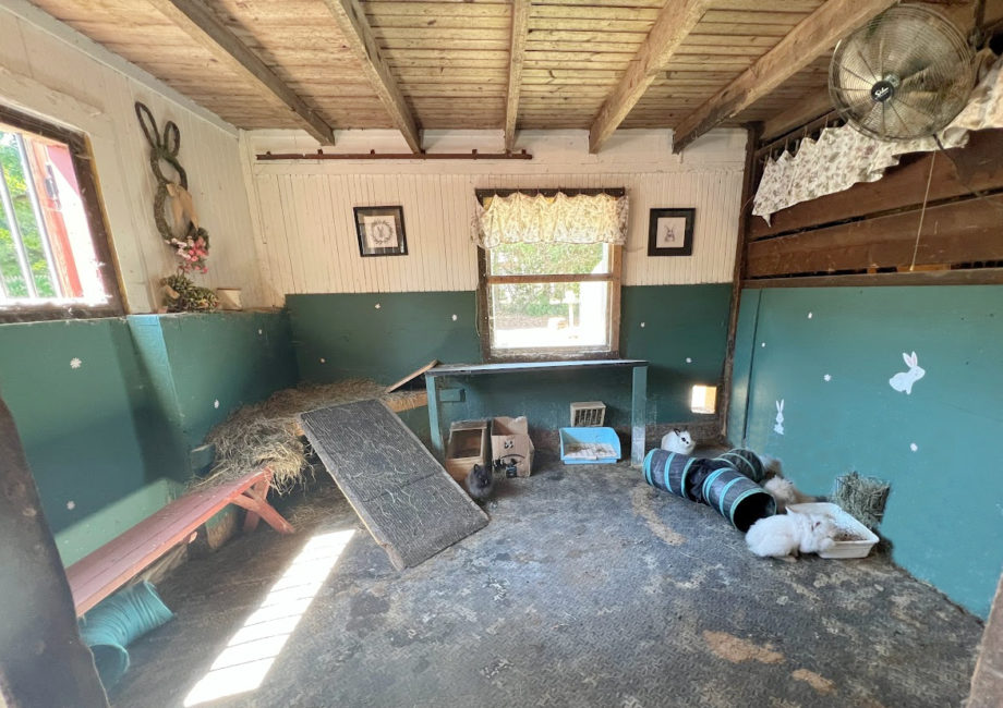 Setting up an Outdoor Rabbit Space - The Cape Coop