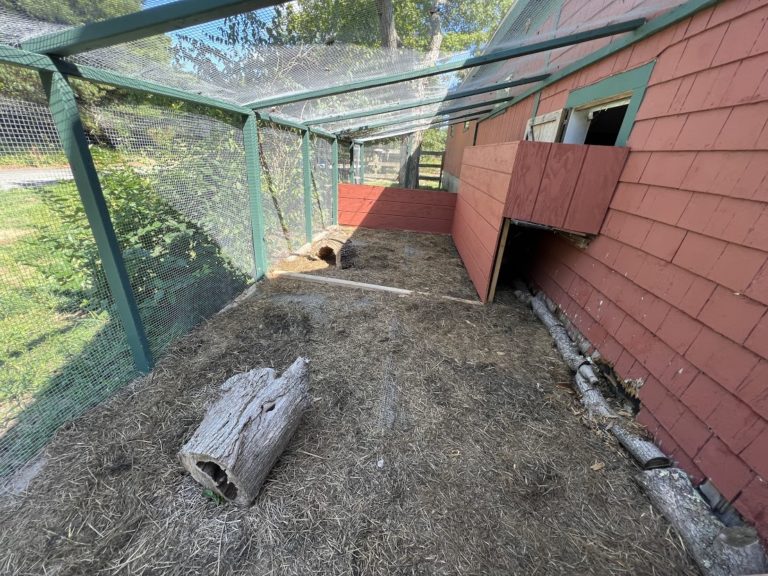 Making a Bunny Barn - Rabbit Enclosure in Barn Stall - The Cape Coop